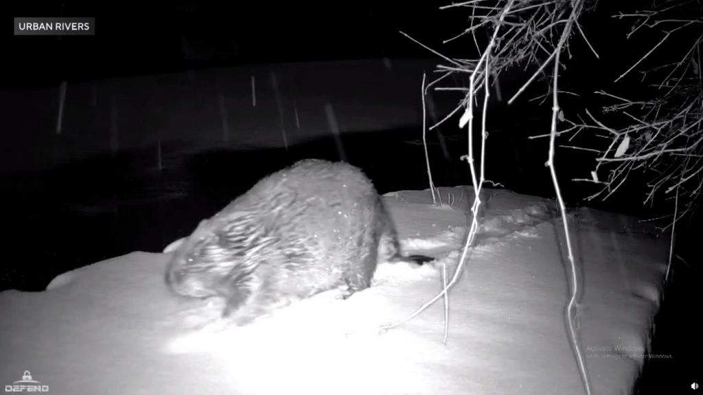 Pregnant beaver spotted along Chicago River's South Branch