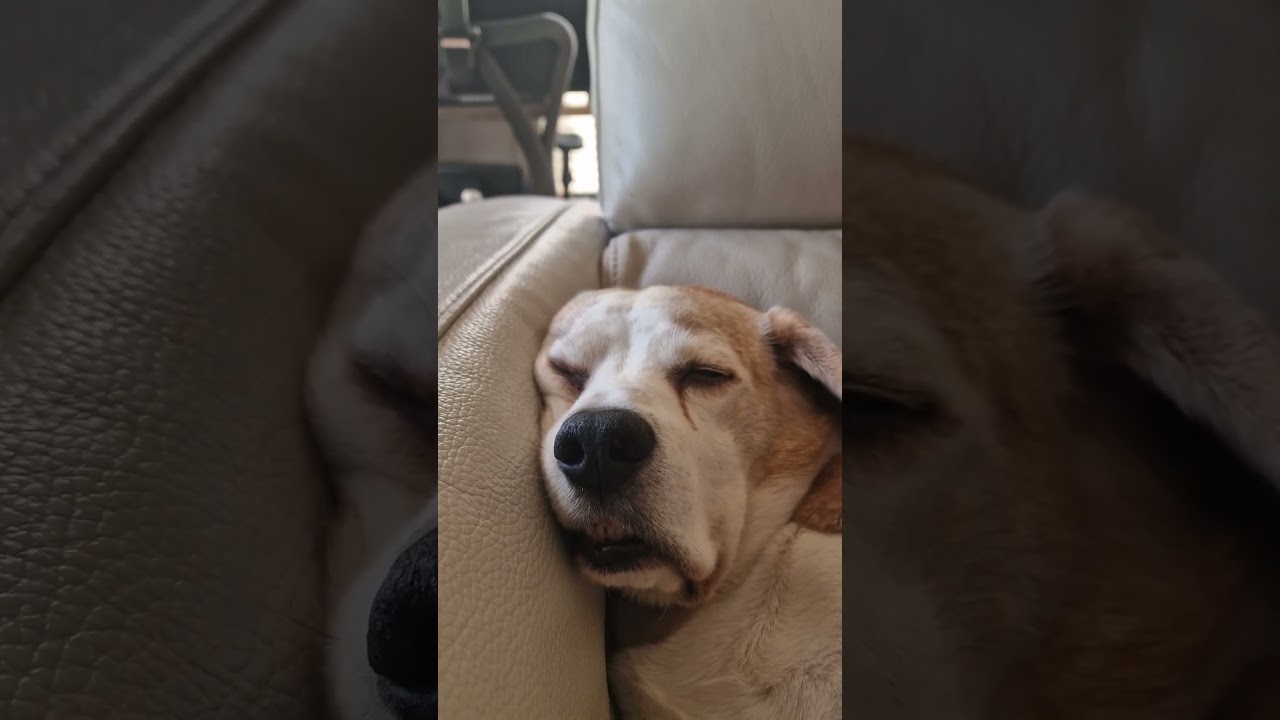 Only a beagle can nap this hard after a long night