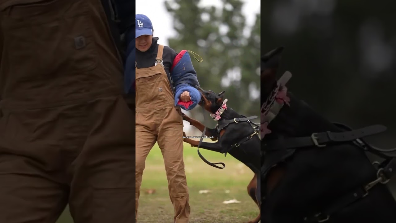 What life is really like with a Doberman puppy