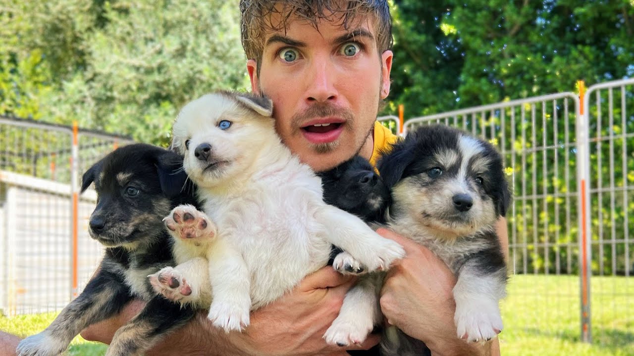 Deciding which husky puppies will stay long-term