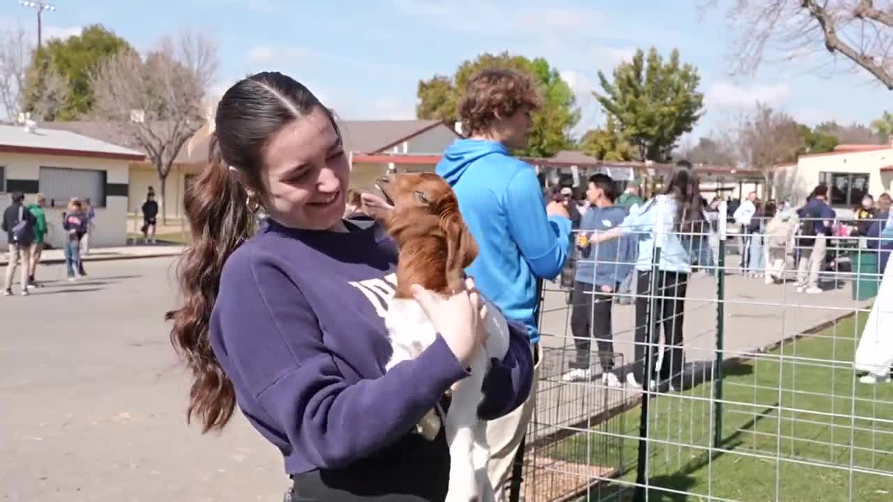 Garces Memorial High School is on the ‘mooo’-ve, hosting its annual FFA ...