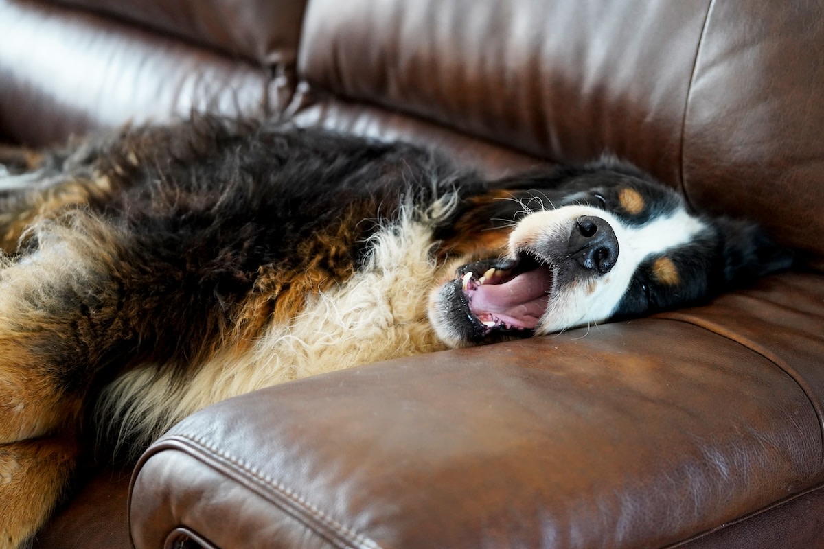Bernese Mountain Dog’s Utter Hatred of ‘Booping’ Is Legit Comedy Gold
