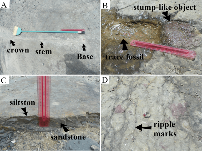Paleobotanists discover the world's oldest forest dating back 385 ...