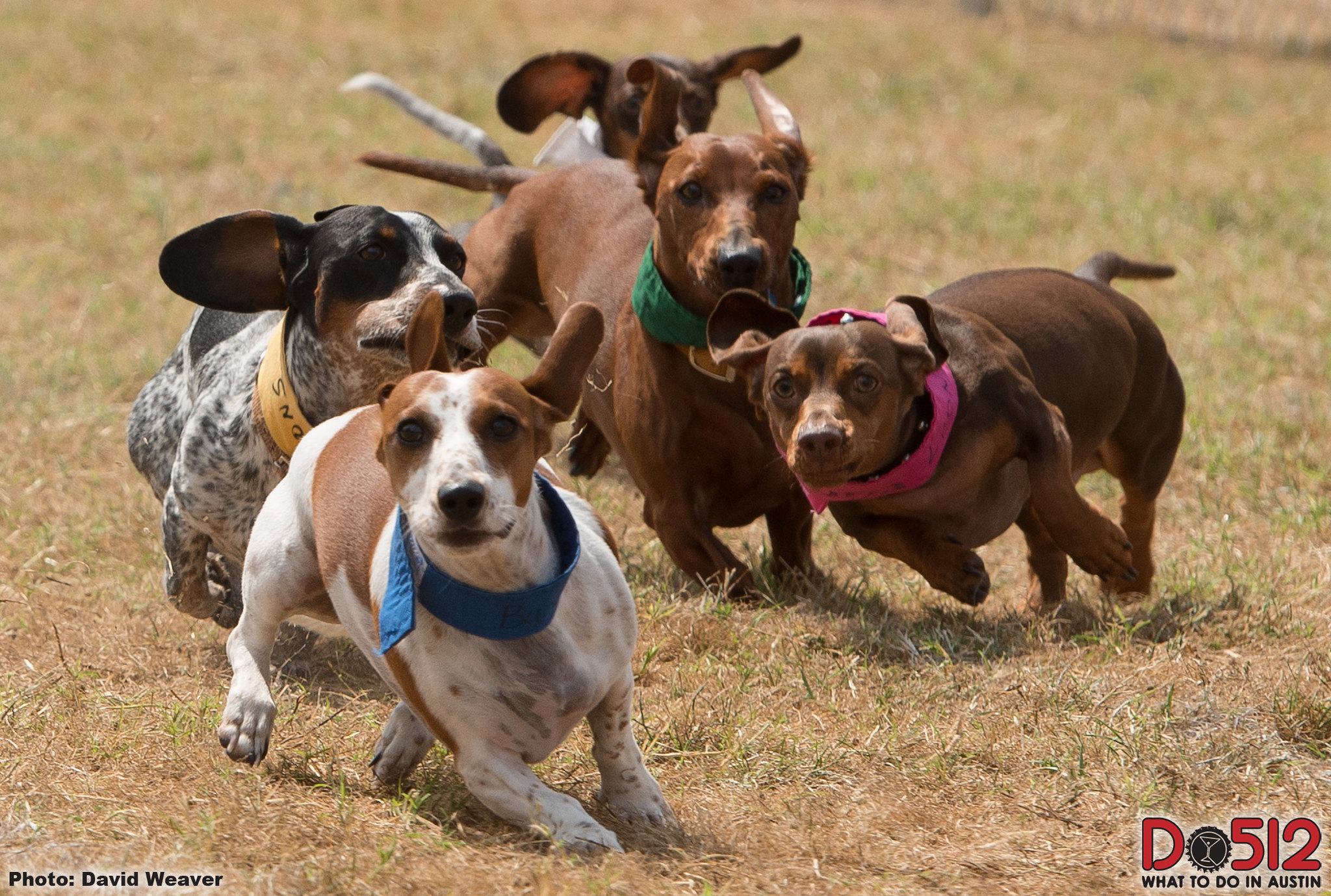 Buda – The Surprisingly Delightful “Wiener Dog Capital of Texas”