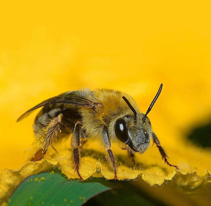 7 Garden Bee Species You Want to See in Your Yard
