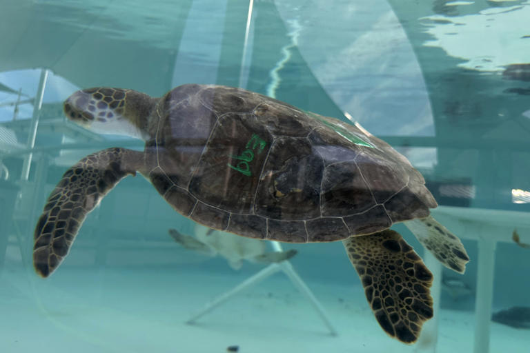 Sea turtles return to the Atlantic Ocean off Florida after being ...