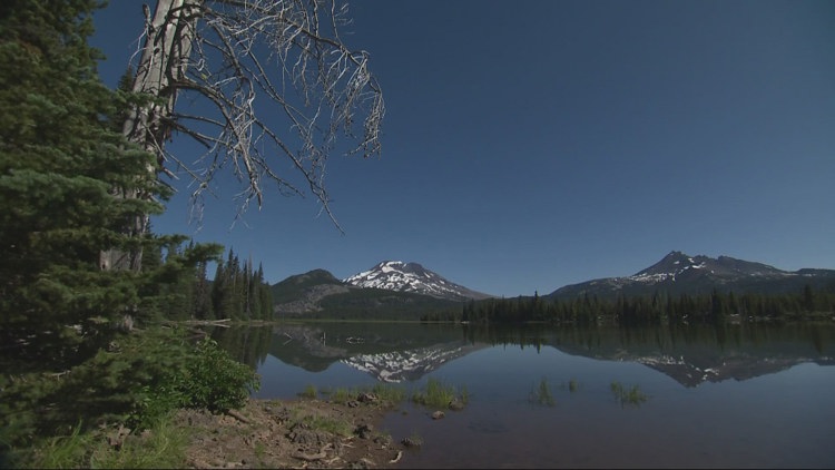Oregon, Washington Forest Service workers fired by Trump: 'Very angry ...