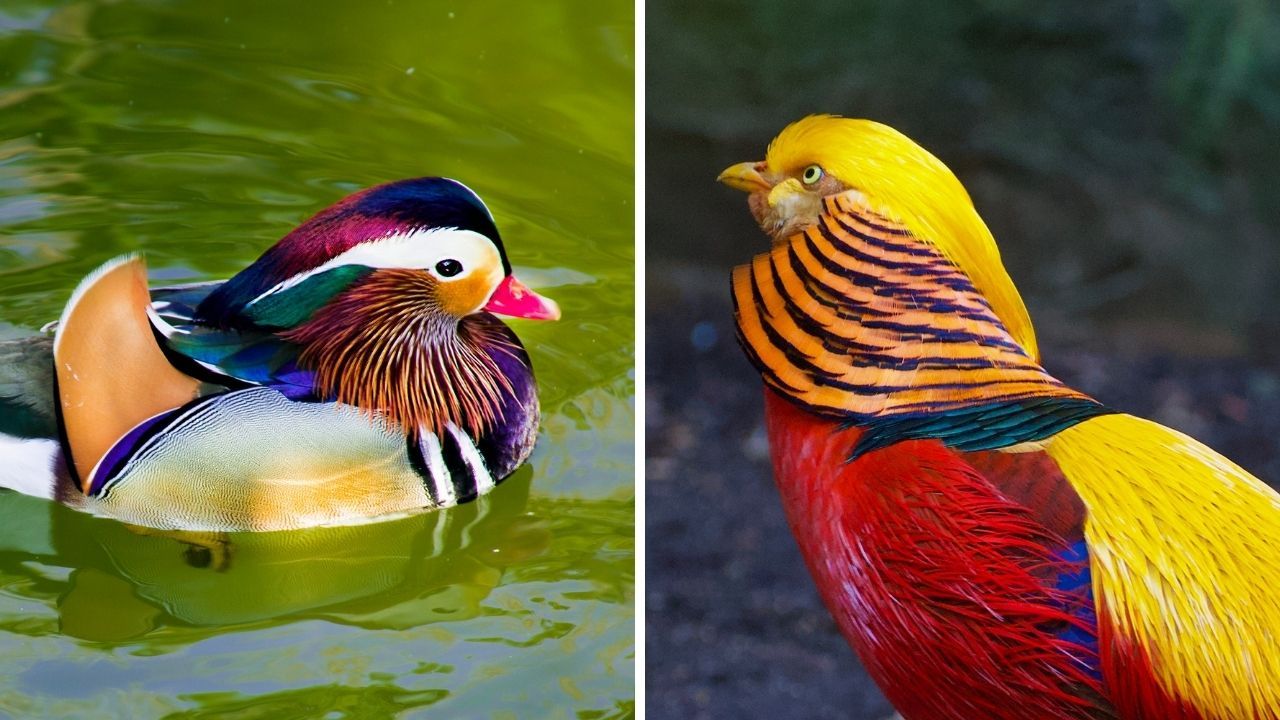 30 Bird Breeds That Will Catch Your Attention