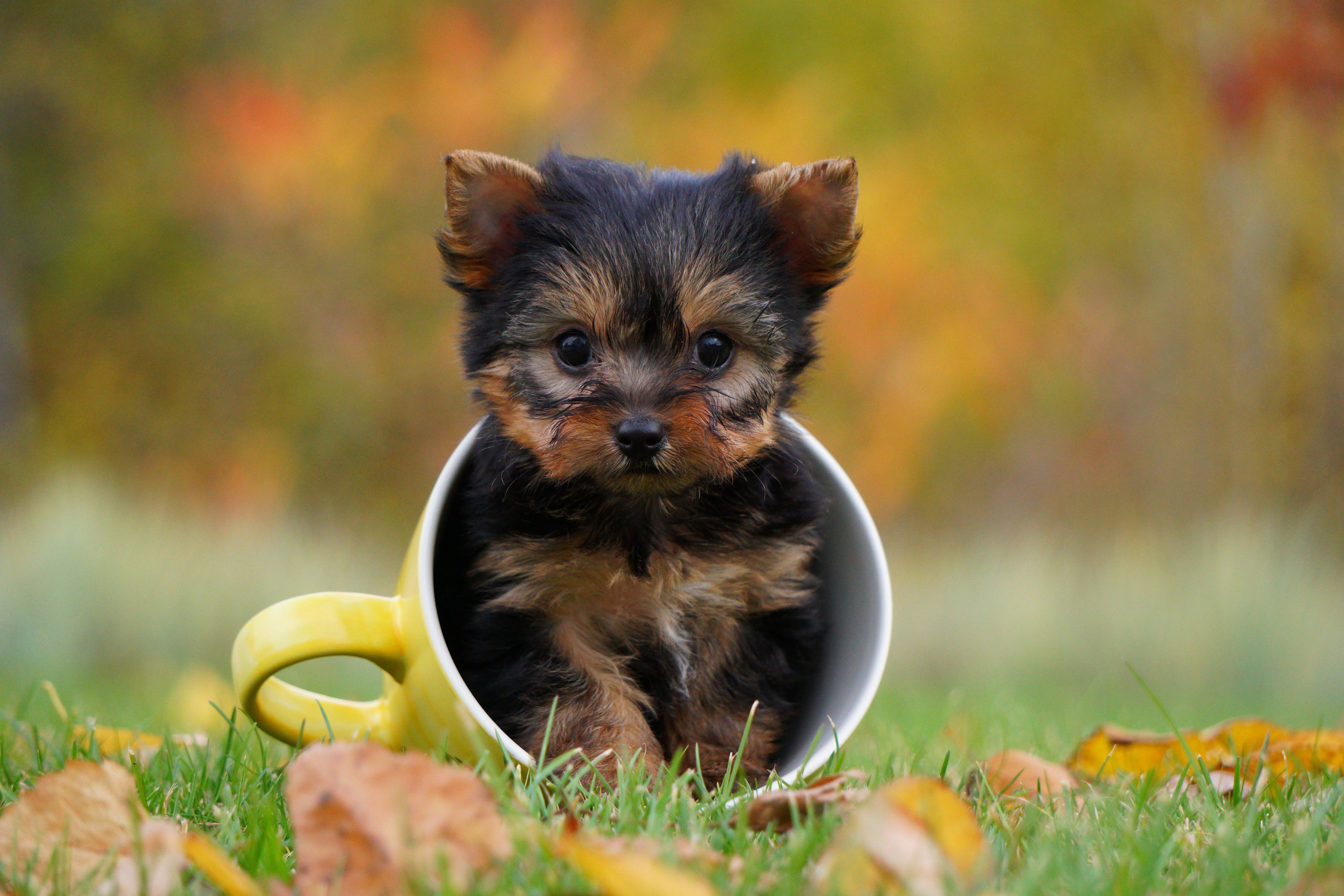 The 5 tiniest dog breeds