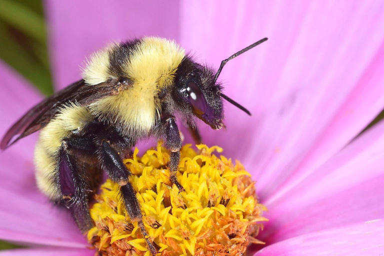 7 Garden Bee Species You Want to See in Your Yard