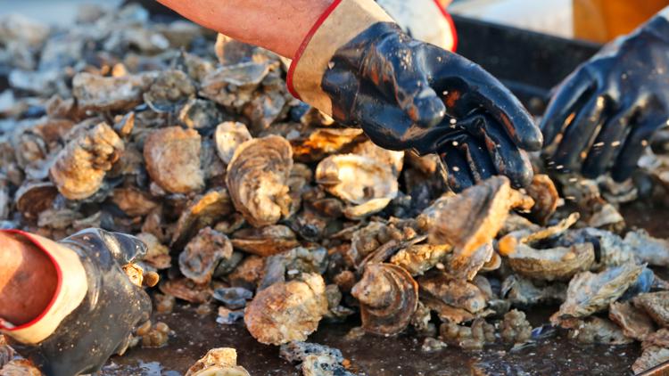 Shellfish harvesting prohibited in part of James River due to river ...