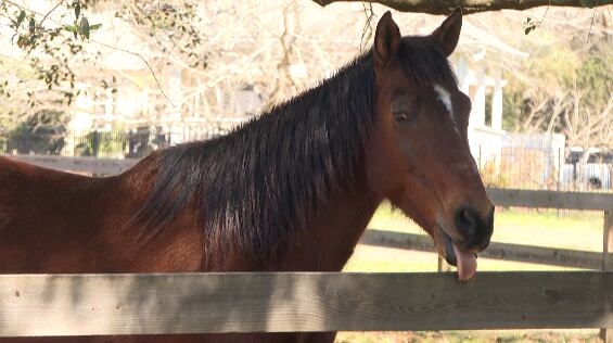 Triple R Horse Rescue hosts ‘Hearts for Horses’ fundraiser to help save ...