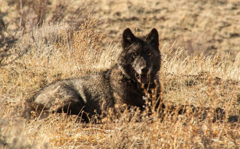 12 Northern California gray wolves fitted with satellite tracking ...