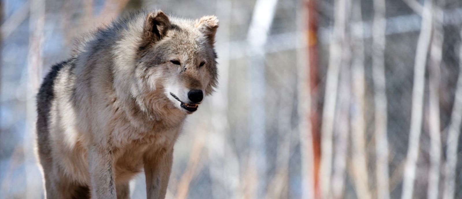 ‘Ballot Box Biology’: Joe Rogan Shares Concerns For Wolf Reintroduction ...