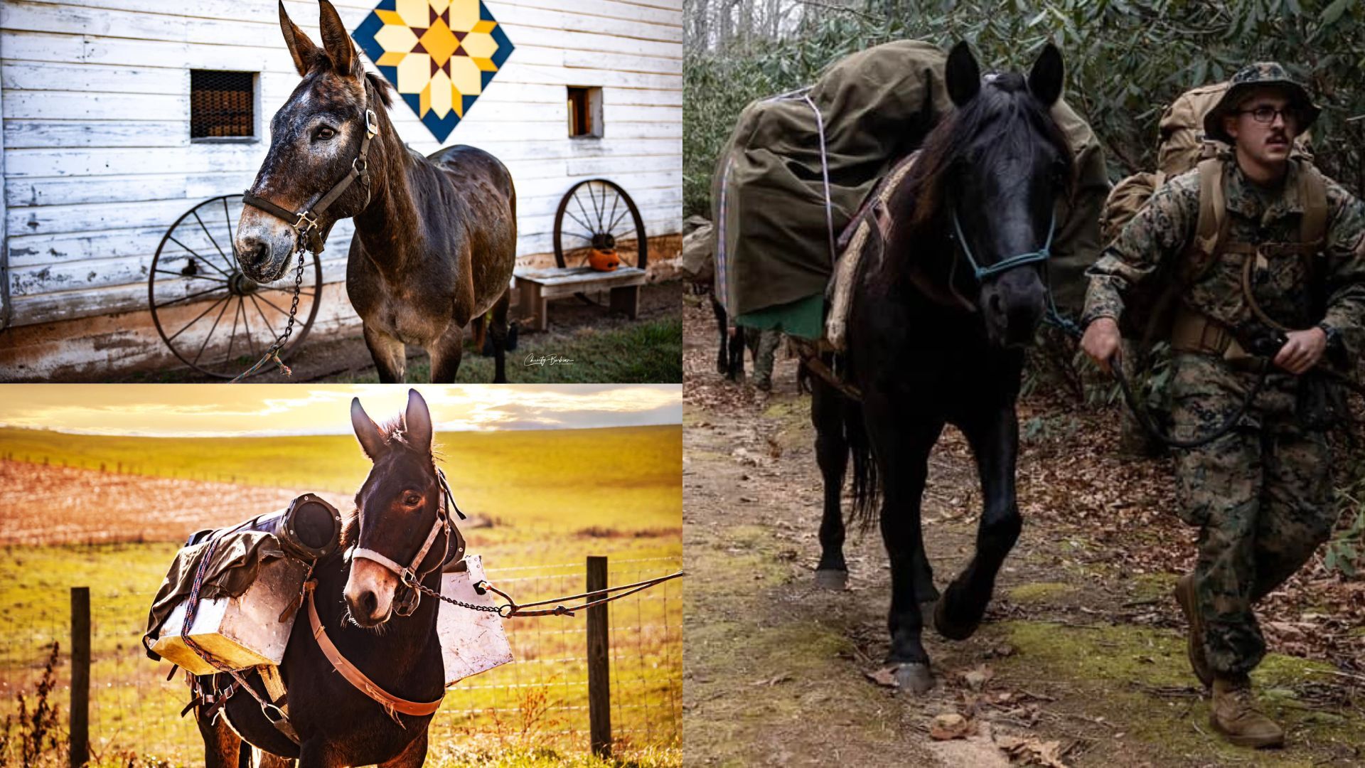 Mules, Horse Who Helped With Helene Recovery Meet Tragic End