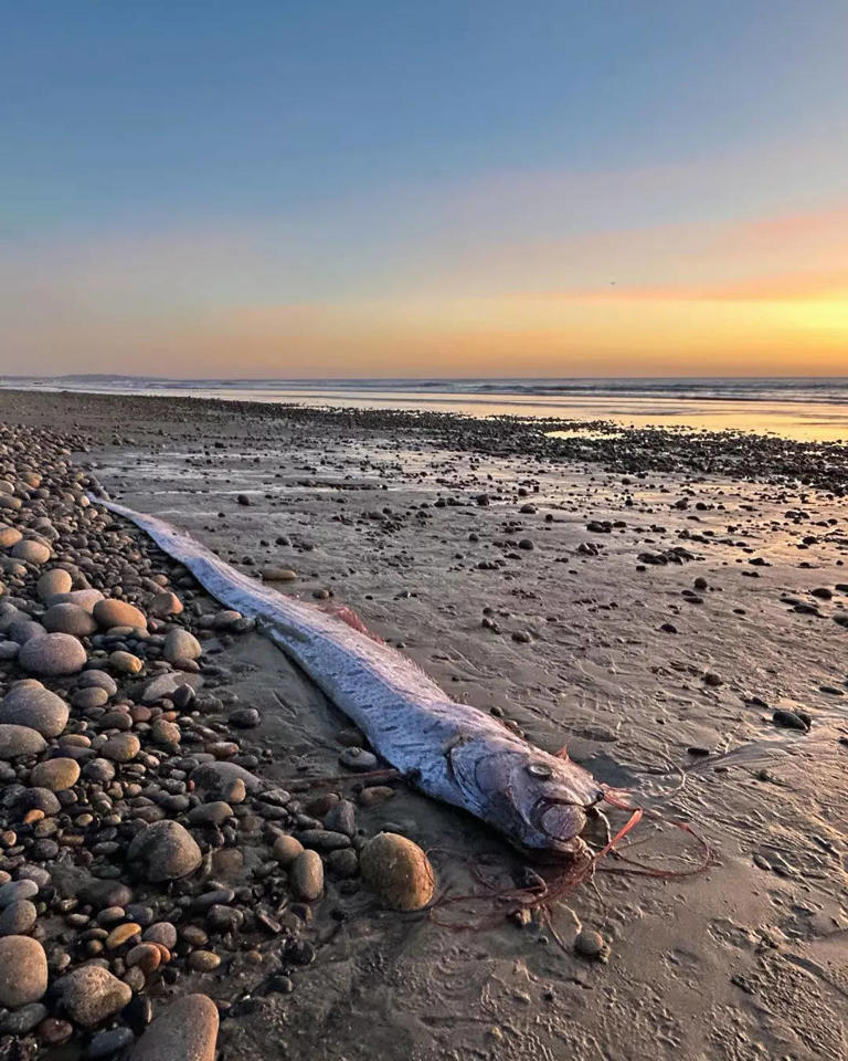 Deep-sea doom? Rare oarfish washes ashore in the Canary Islands, fuels ...