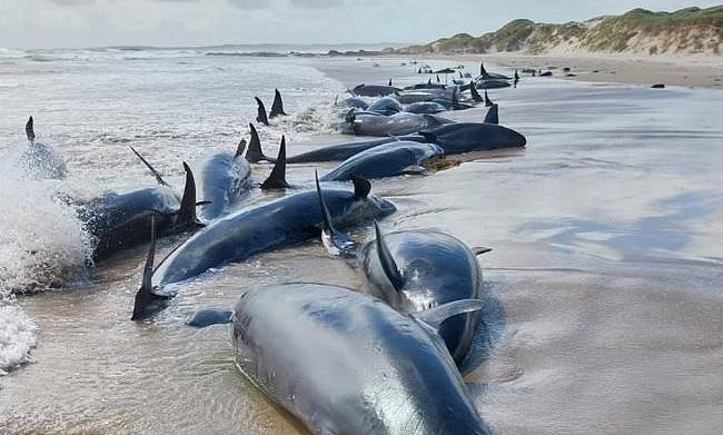 More than 150 whales stranded on remote beach on Australia's coastline