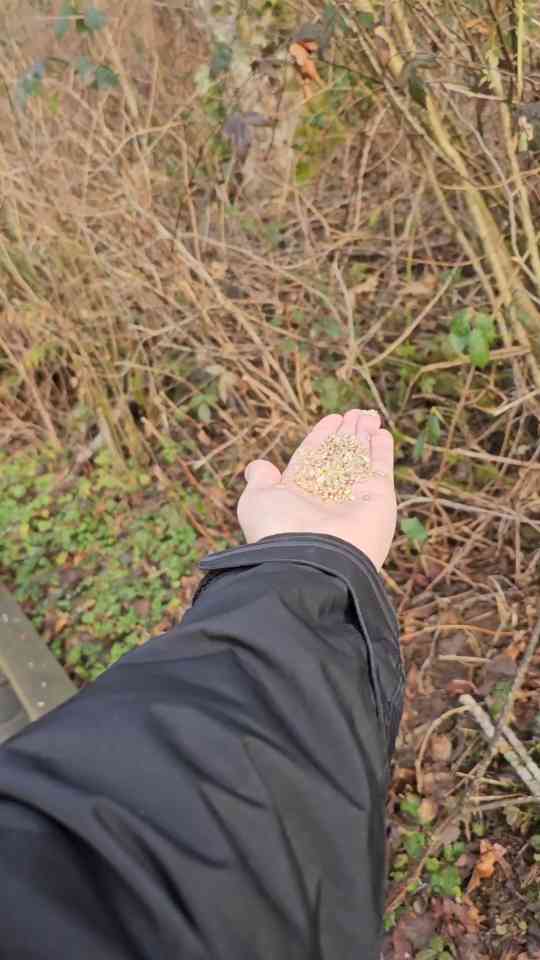 Hand Feeding a Bird in a Serene Forest Setting