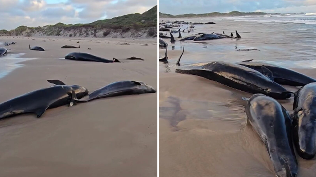 Almost 100 stranded whales to be euthanised after failed attempts to ...