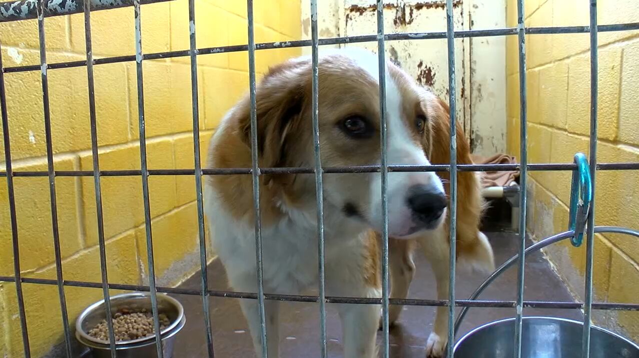 Bill looks to address pet overpopulation by offering spay and neuter grants