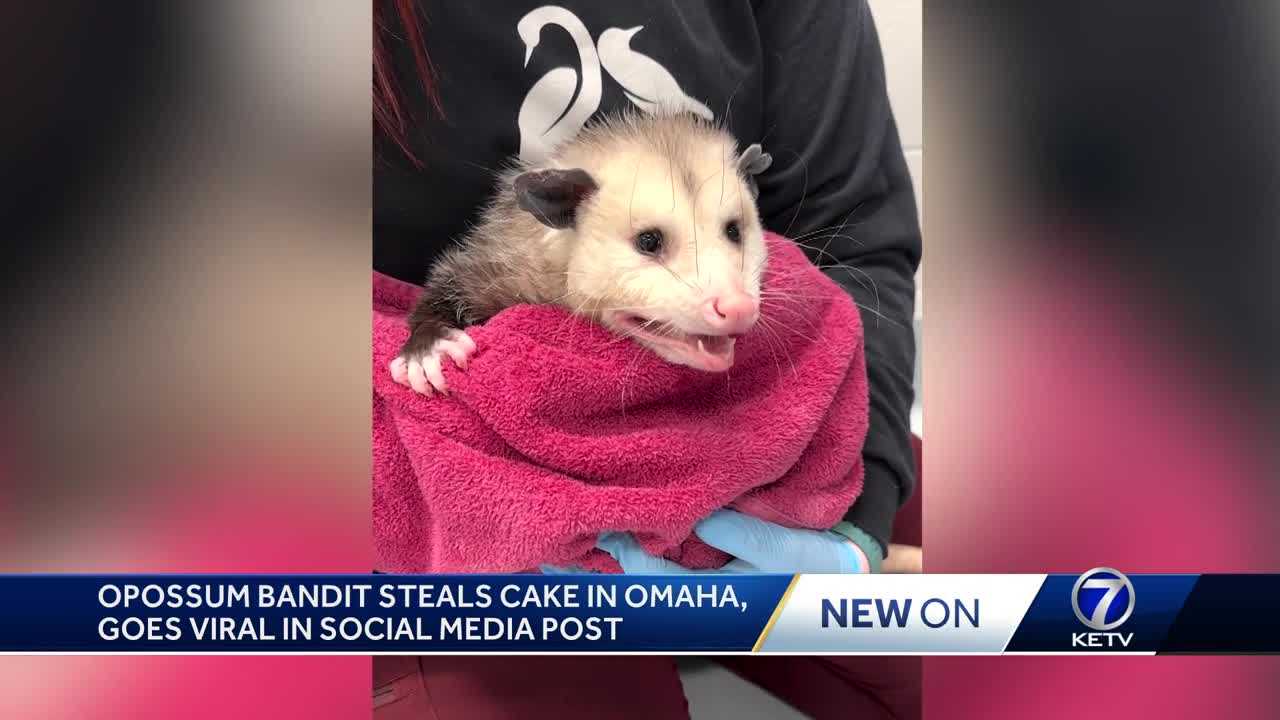 Opossum 'cake bandit' recovering after eating an entire chocolate cake