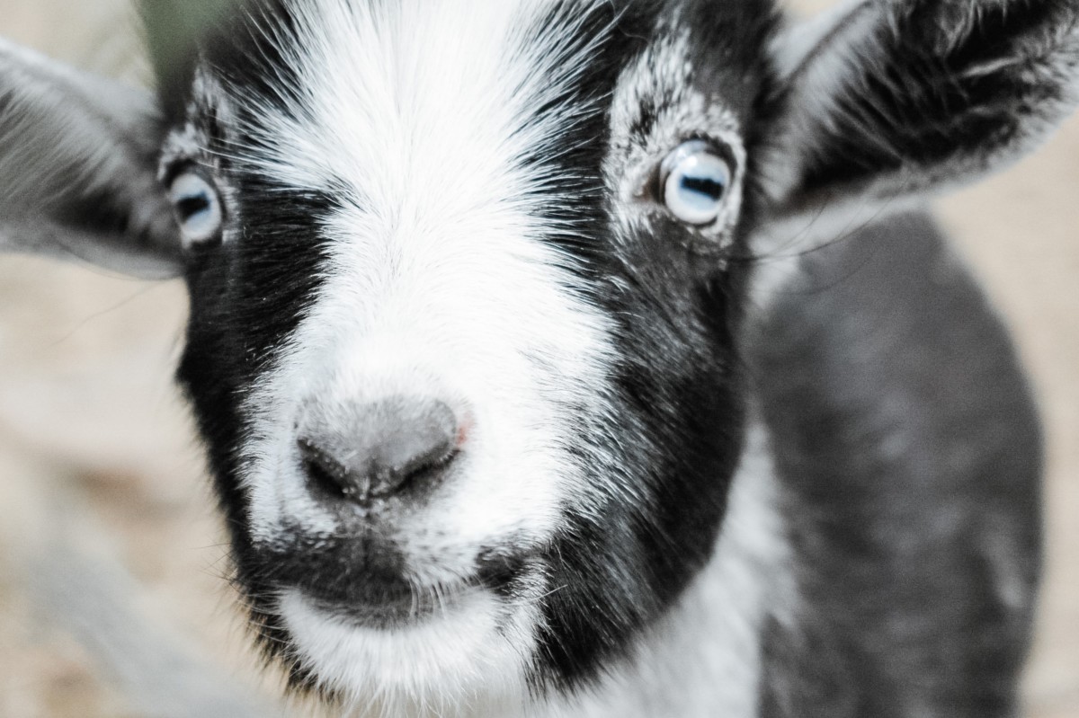 Tiny Goat Named 'Mouse' Who's Half the Size of Her Siblings Has the ...