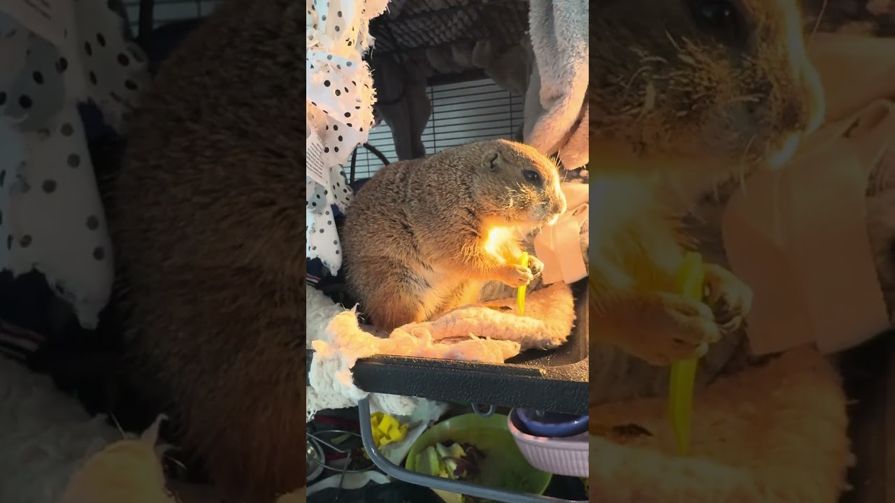 Princess Poppy Enjoys Her Pea Pod Snack