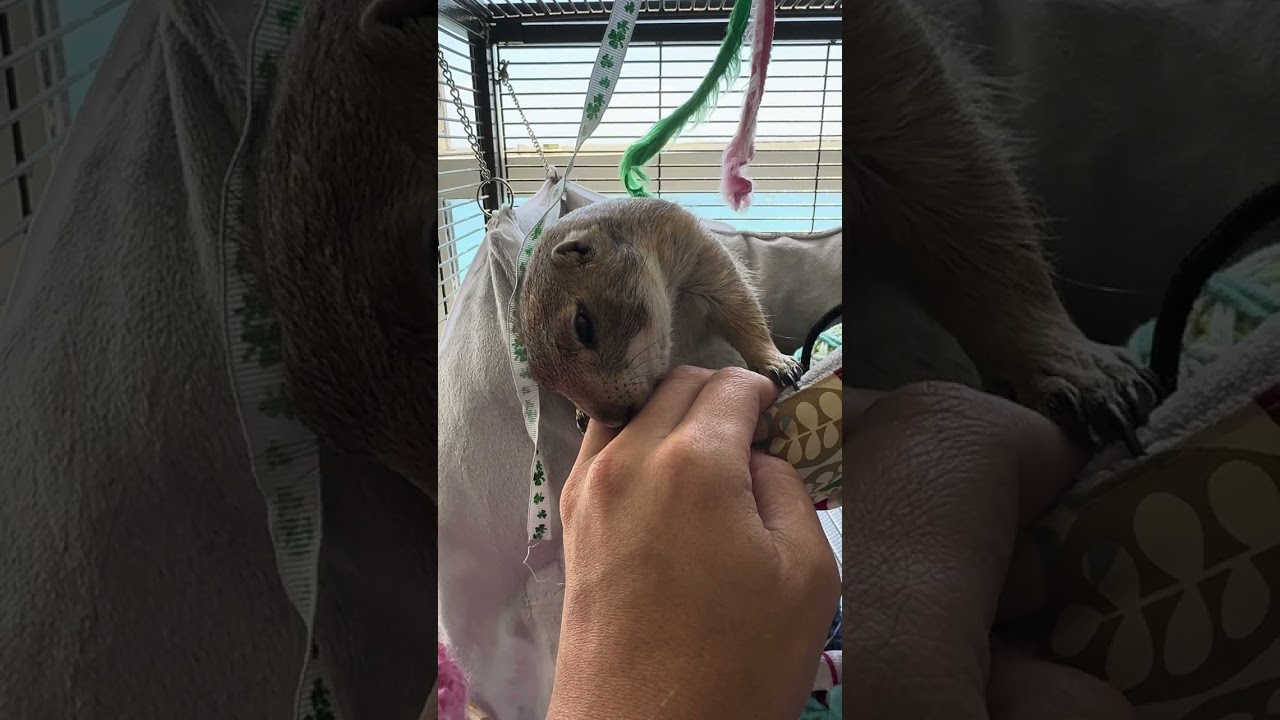 Poppy Naps in Her Hammock: Prairie Dog Comfort