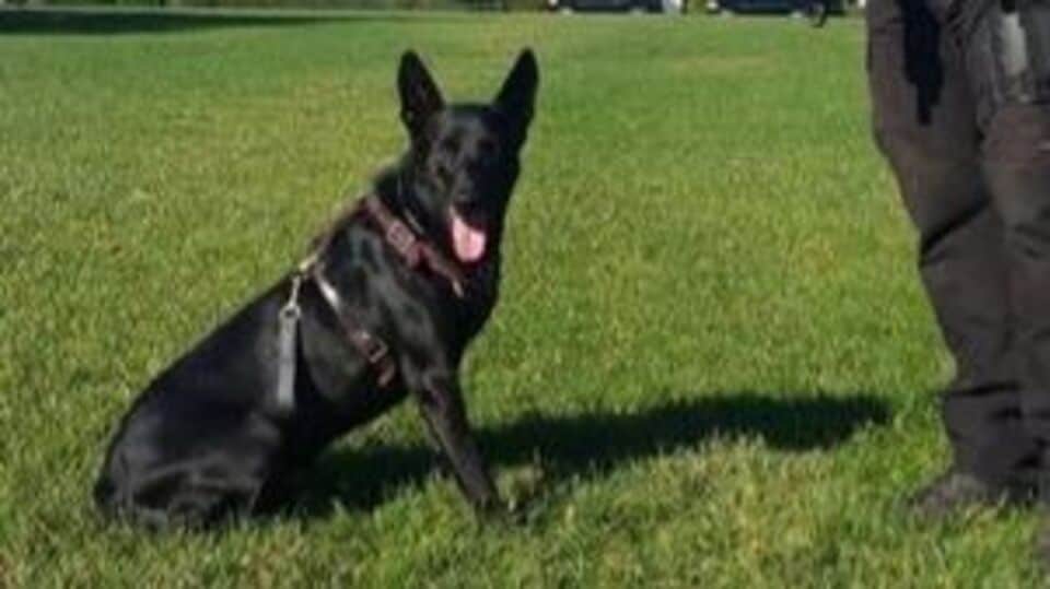 Heroic dog, most decorated in US history, dies at 16: Check how he took ...