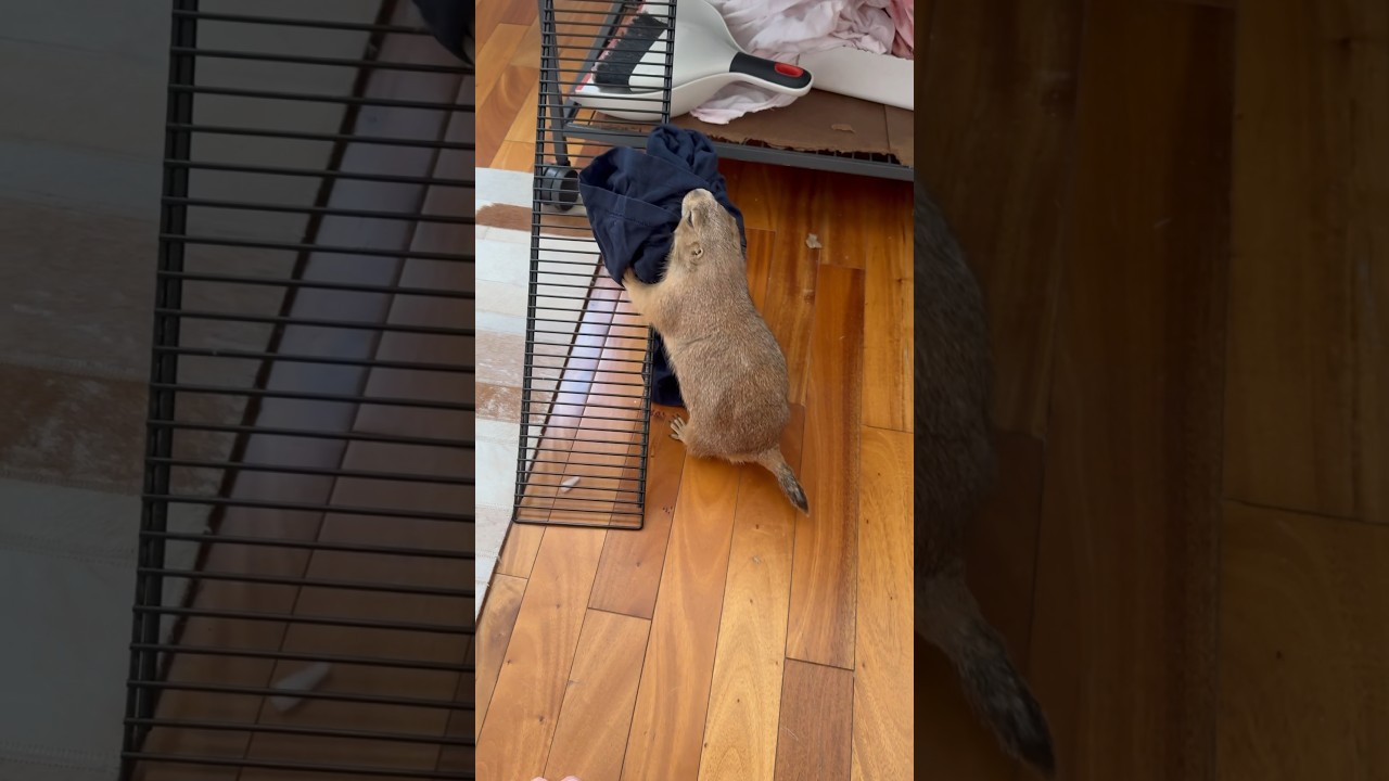 Prairie dog steals another shirt during playtime