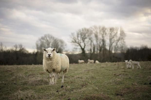 Dog owners warned as sheep attacks rise in Cumbria