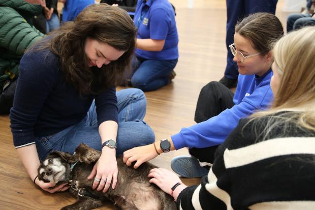 University of Worcester students enjoy visit from therapy dogs