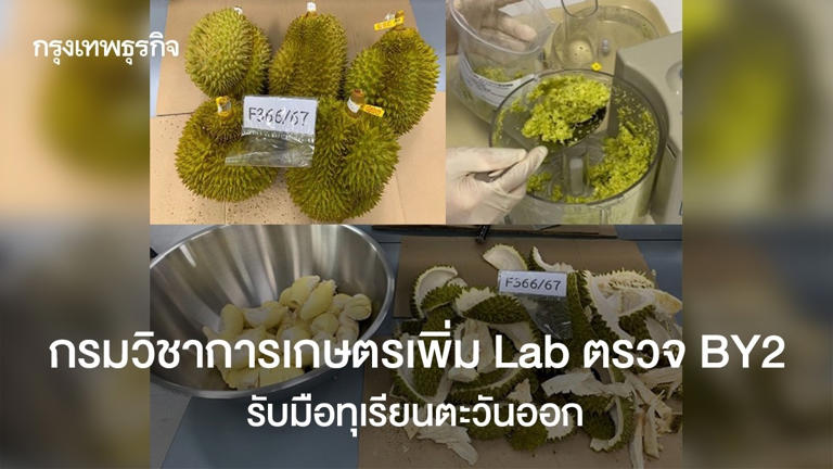 กรมวิชาการเกษตร เพิ่ม Lab ตรวจ BY2 รับมือทุเรียนตะวันออก