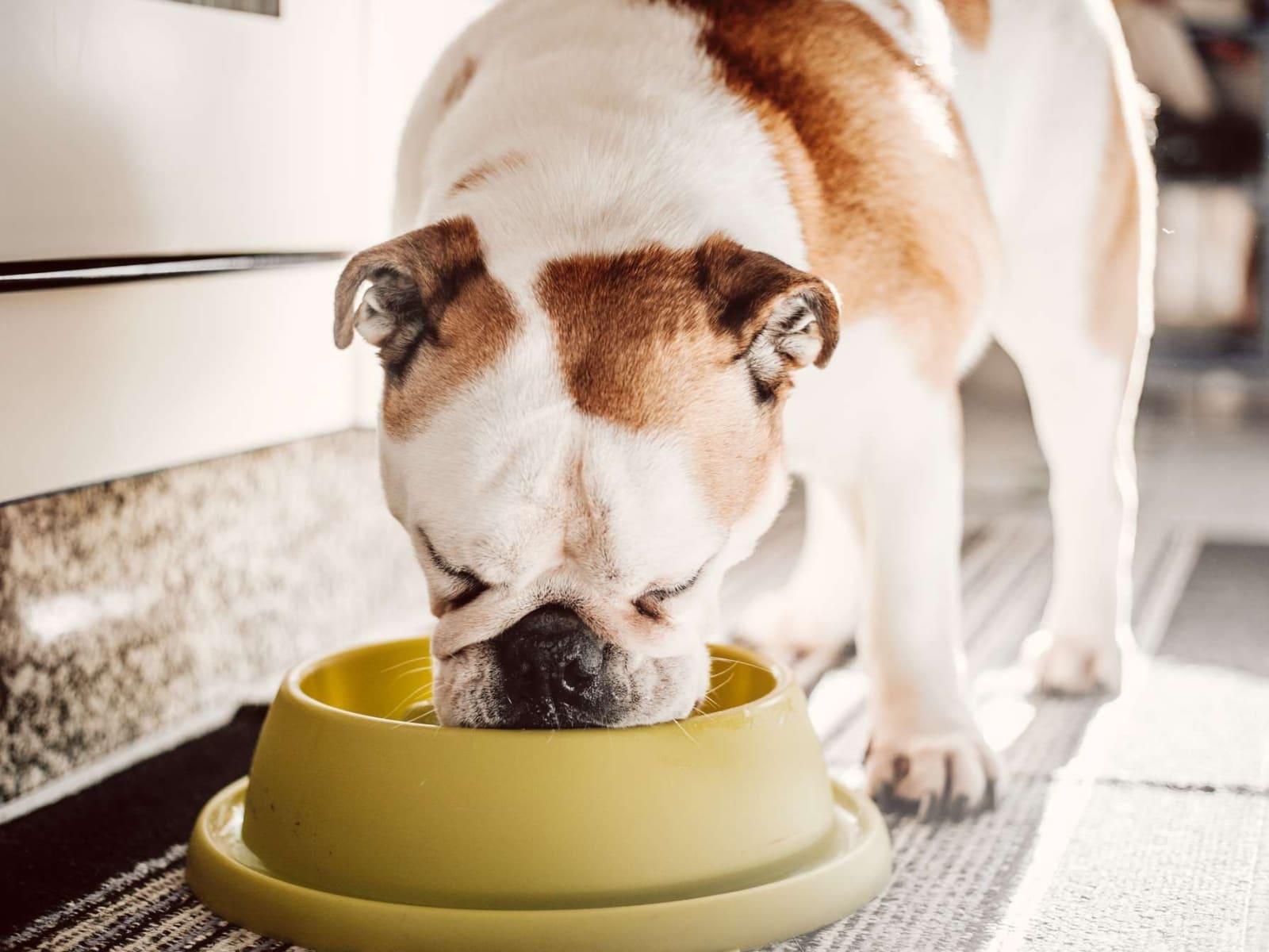 Colgate-Palmolive Strikes Deal To Buy Australian Pet Food Brand ...