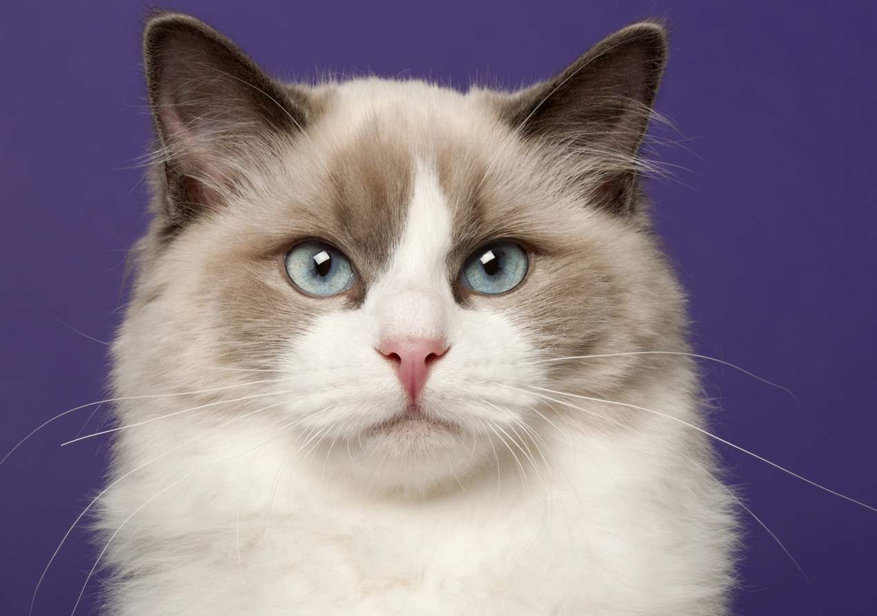 The Most Affectionate Cat Breeds