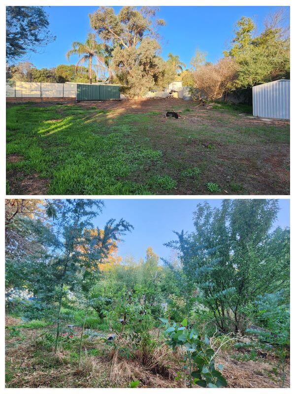 Proud homeowner shares before-and-after photos after transforming their garden into a food ...