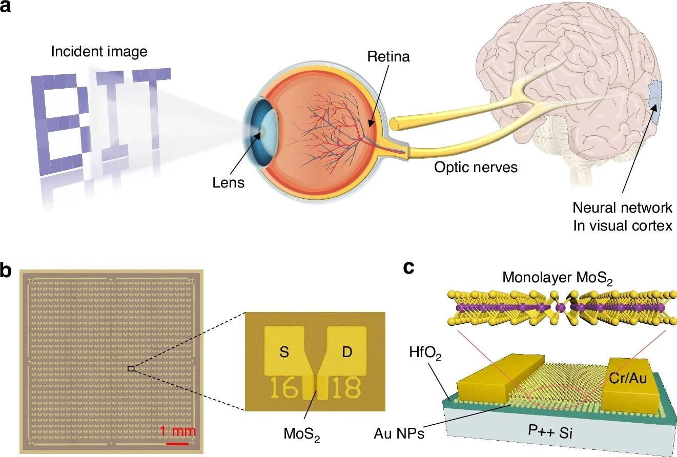 AI Breakthrough: Synaptic Device Array Achieves Human-Like Visual ...