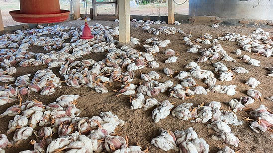 Bird flu outbreak lowers chicken prices, boosts mutton, seafood demand
