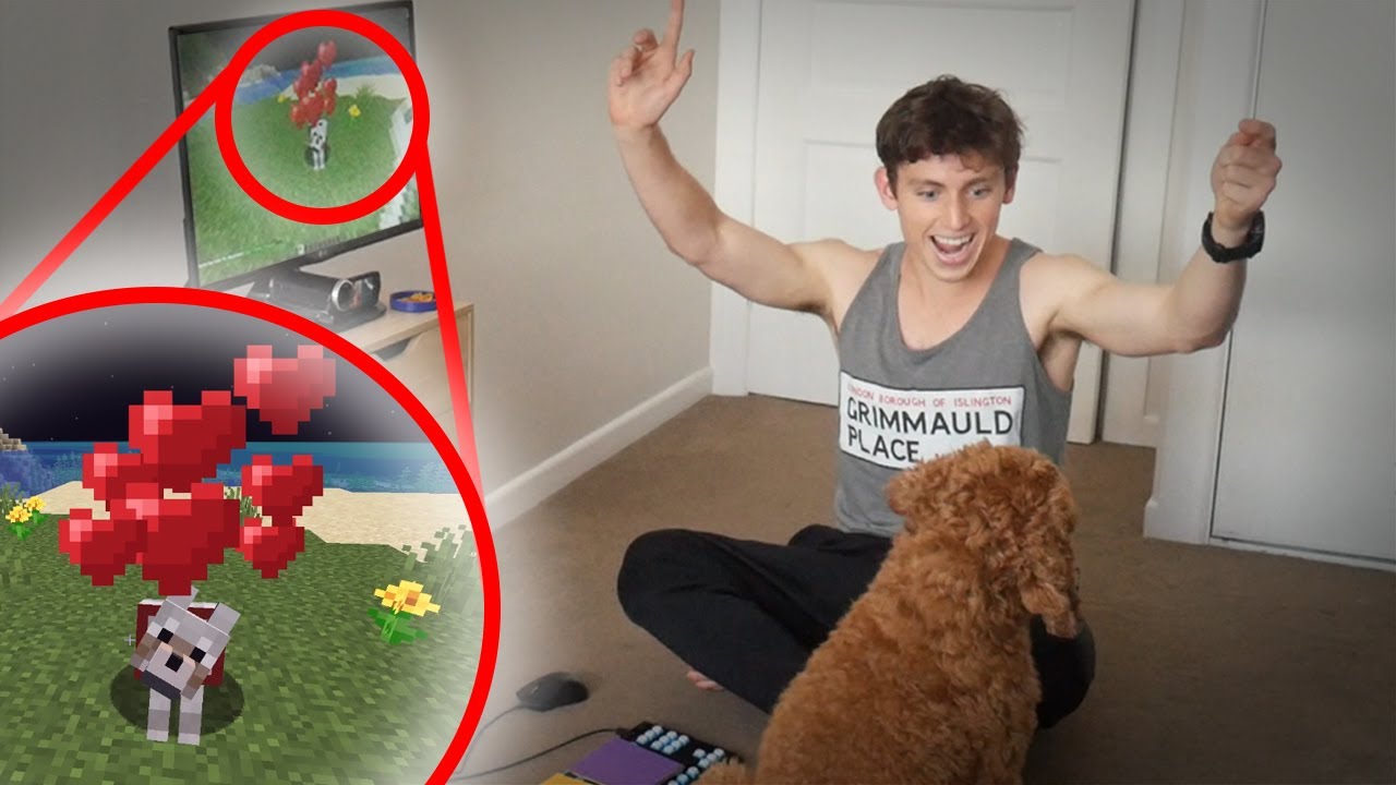 Creator’s dog tries to tame another dog in Minecraft