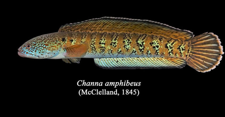 Chel snakehead, fish species believed to be extinct, spotted in India ...