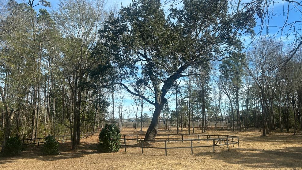 Council to revisit Magic Oaks zoning amid legal concerns