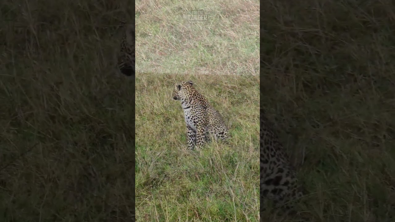 Leopard Teeth Flash In Stunning Wildlife Sight