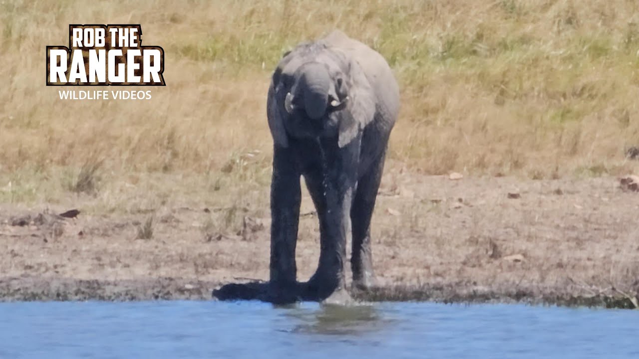 Unbelievable Wild Elephants Go For A Nature Walk