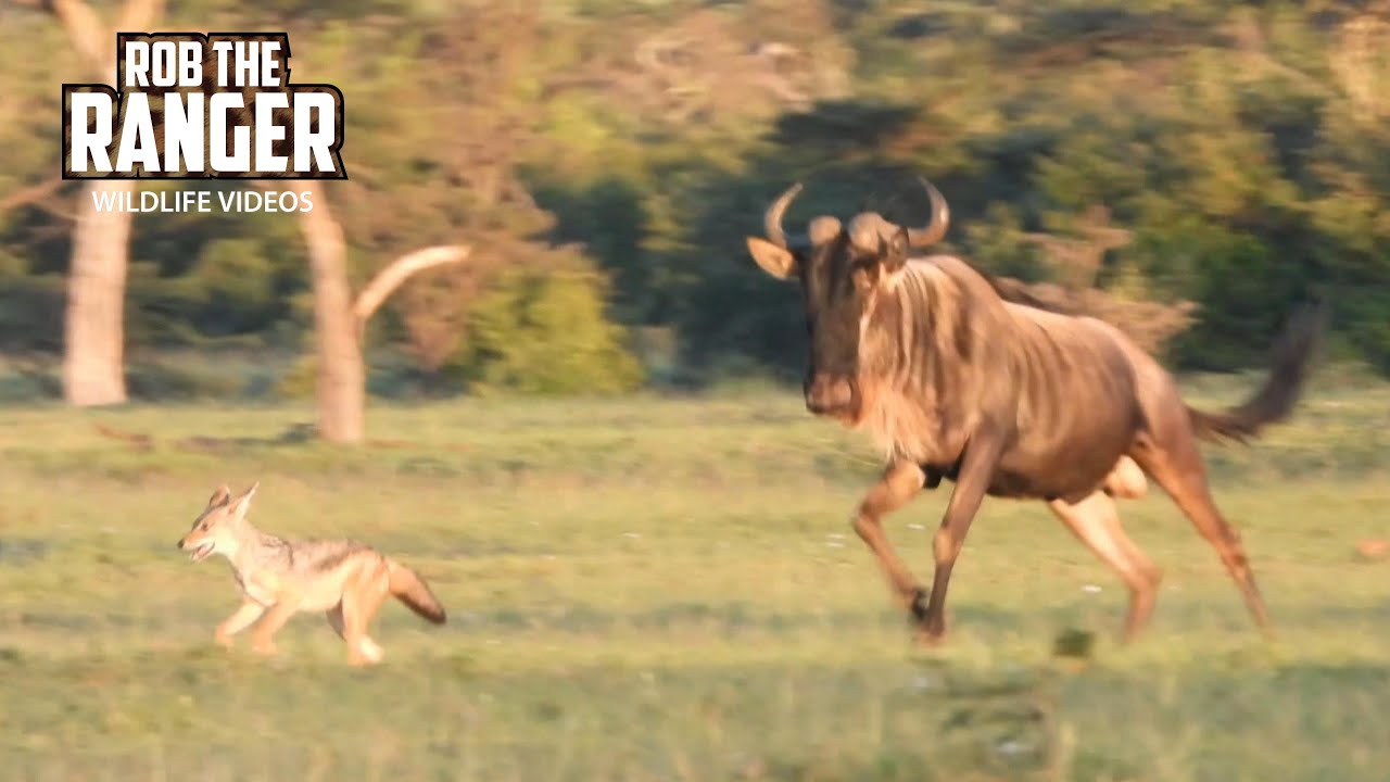 Jackals Hunt Baby Gnu In Thrilling Footage!