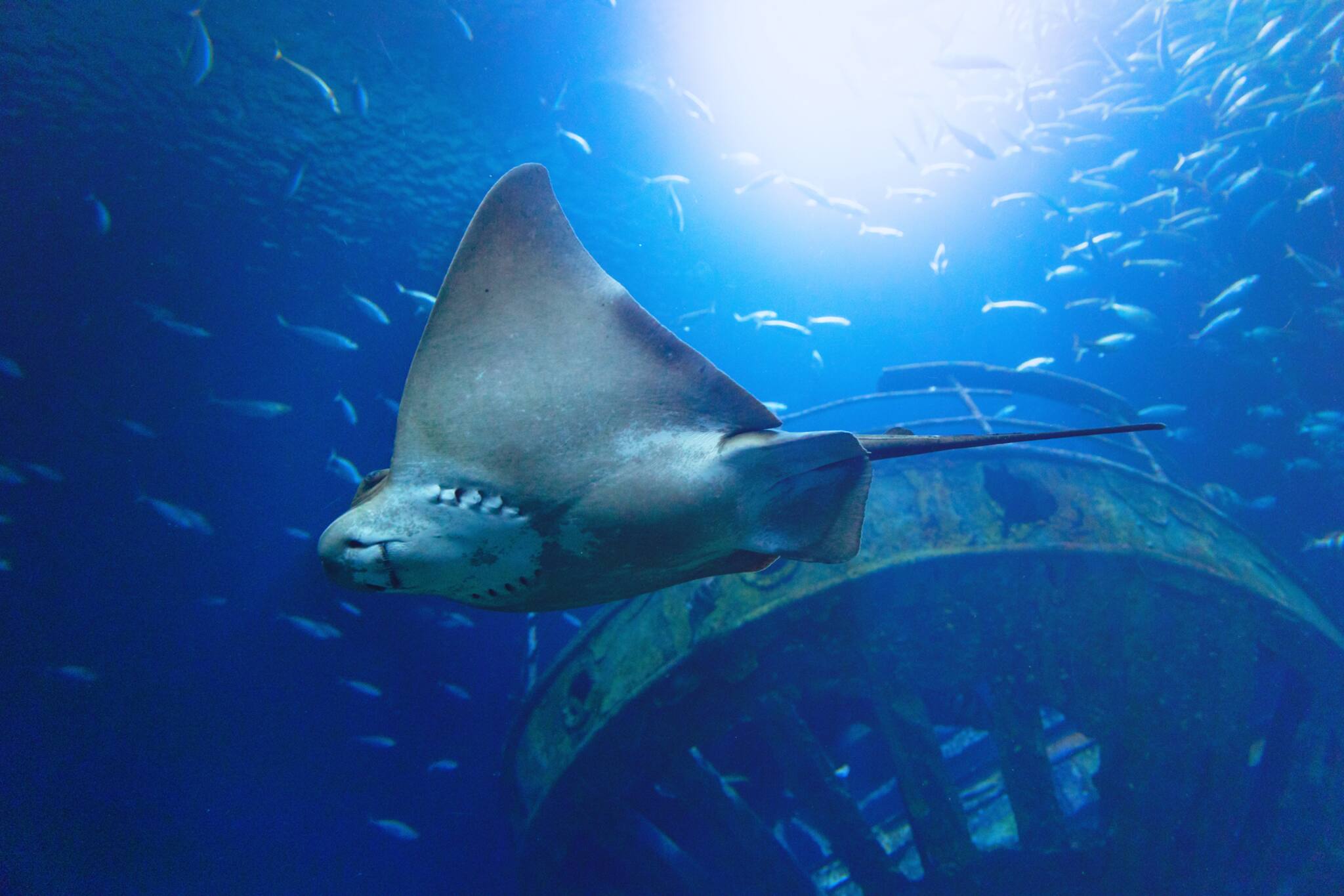 Ozeaneum Stralsund: Neue Meerestiere aus dem Sea Life Berlin eingezogen