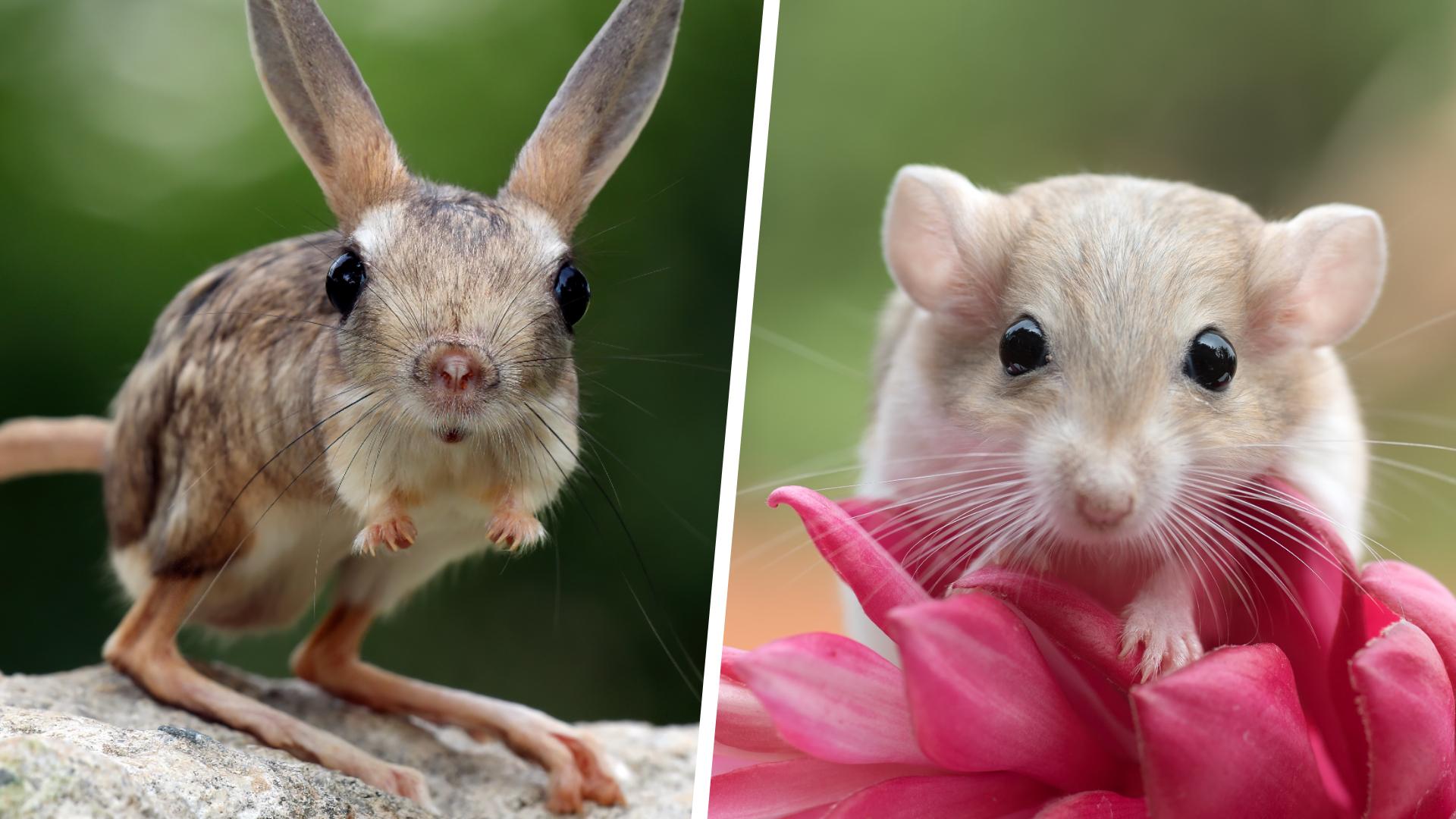 Gerbille ou gerboise : cette différence flagrante permet de les distinguer