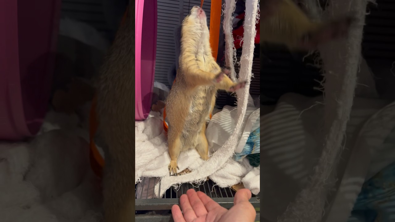 Prairie Dog Barking Sounds That Captivate Fans