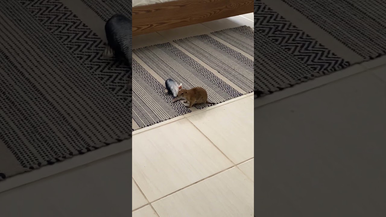 Poppy the Prairie Dog Takes on the Fish