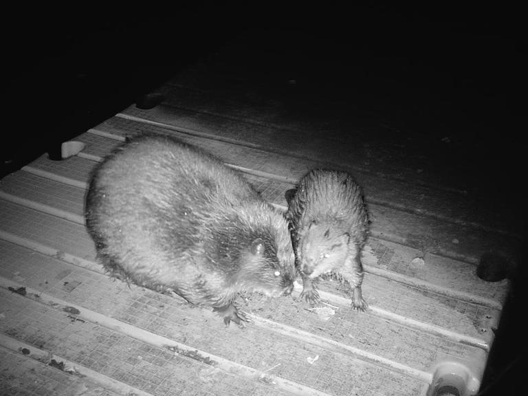 'Remarkably Rotund' Beaver Is Chicago's Latest Celebrity