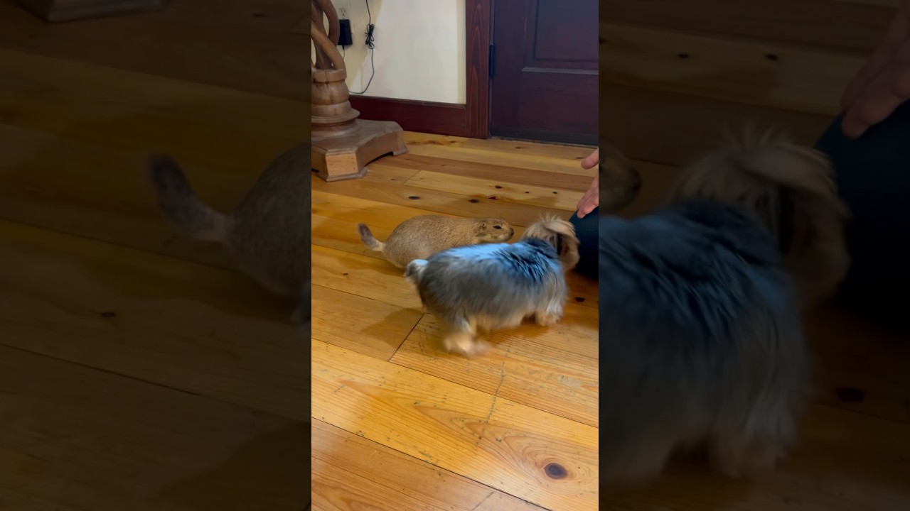 Prairie dog meets a new person and a small dog